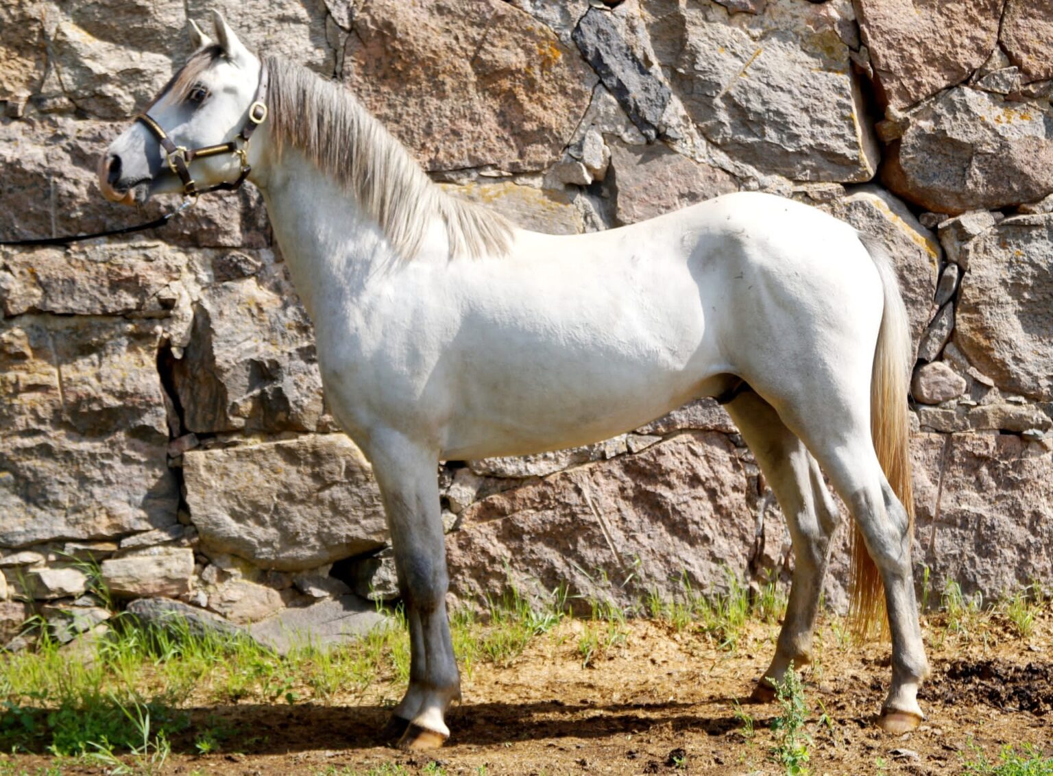 Welsh Partbred